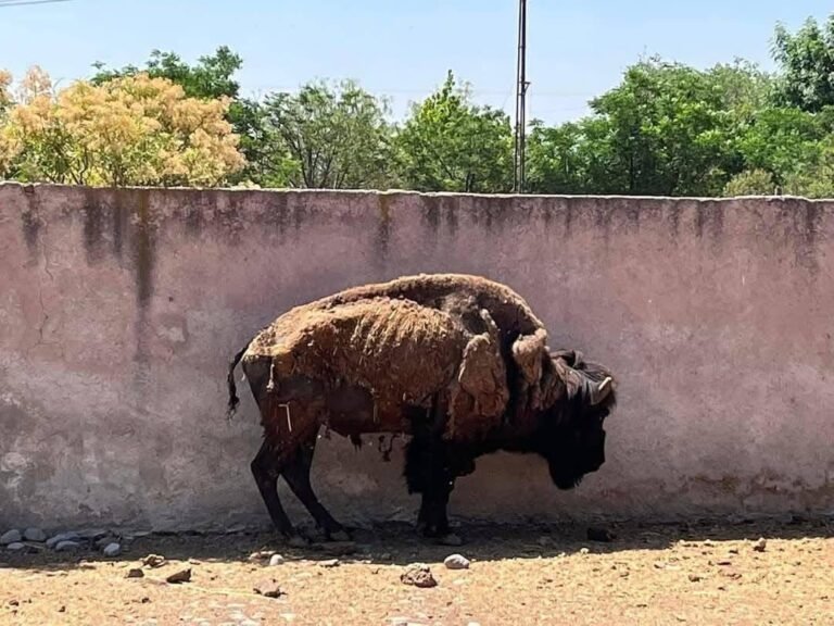 Crueldad en Wamerú: exhiben abandono y suciedad en el zoológico de ...